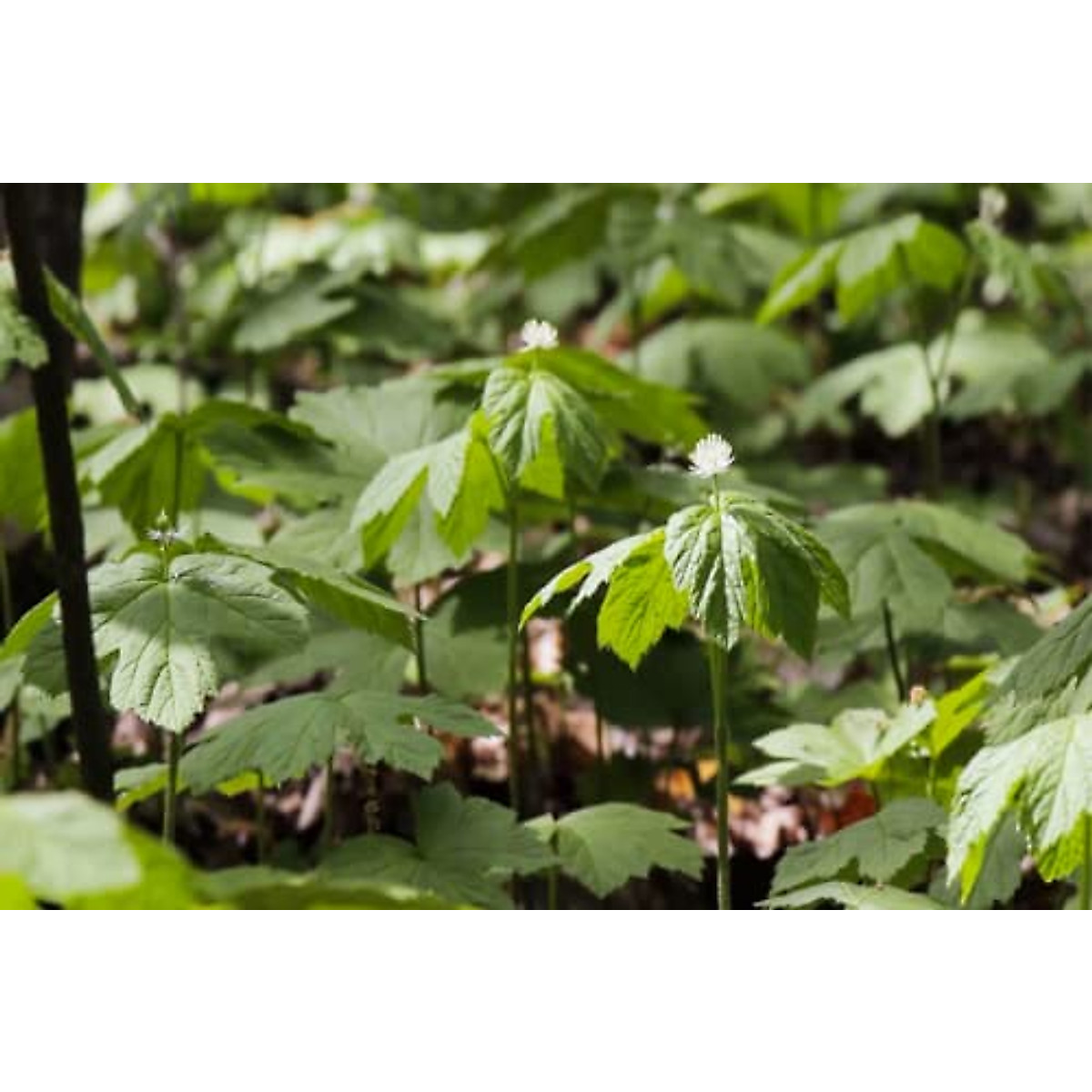 Goldenseal Plant Bare Roots Perennial for Planting - 12 Roots Planting Growing Outdoor Indoor Perennial Ornaments Can Grow Pots Gift Garden
