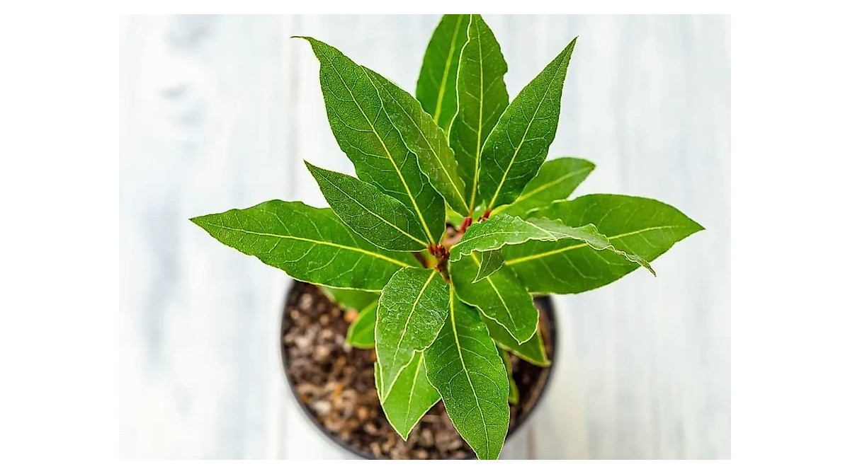 Bay Leaf Laurel Tree Herb – 4 to 8 Inch Live Plant