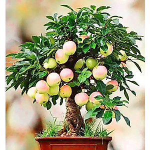 30 Pcs Dwarf Bonsai Apple Tree Seeds, Grow Exotic Indoor Fruit Tree Rare Seeds