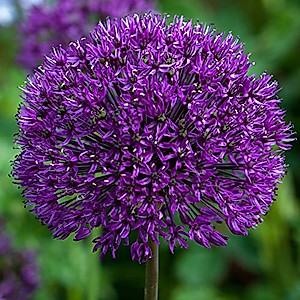 2 Dark Purple Allium Bulbs - Great for Container Grow, Bonsai - Blooming Onion, Perennial Garden Flower - Fall Bulbs That Make Giant Round Purple Flowers