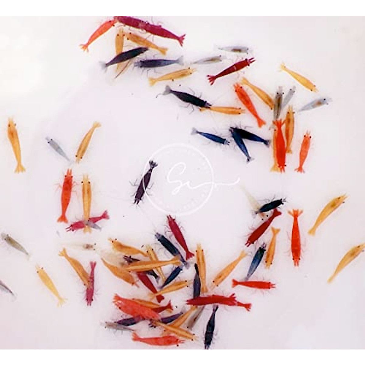 Swimming Creatures 10 Mixed Color Neocaridina Shrimp Skittles Live Freshwater Aquarium Shrimp. Live Arrival Guarantee.