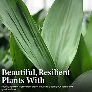 American Plant Exchange Cast Iron Plant, 6-Inch Pot, Live Indoor Houseplant, Easy to Grow, Real Plant for Home & Office Decor, Thrives on Neglect