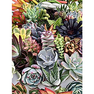 10 Assorted Live Succulent Cuttings, No 2 Succulents Alike, Great for Terrariums, Mini Gardens, and as Starter Plants by The Succulent Cult