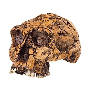 Homo Habilis KNM ER 1813 Skull (Teaching Quality Recreation)