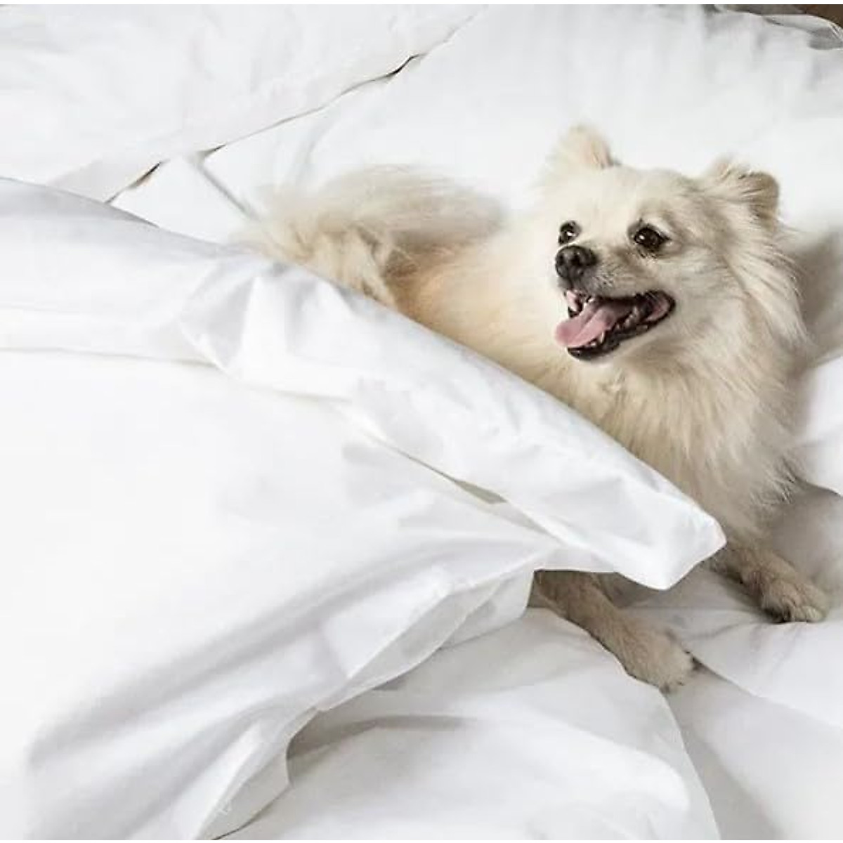 New Organic Cotton Sateen Fitted Sheet for Supreme Comfort and Durability - Fitted Sheets only Cotton-90 x 200cm (EU) size.