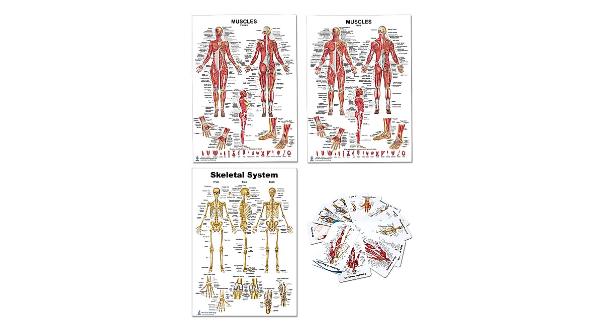Anatomical Muscle Poster Set & Pocket Charts | Blue Tree Publishing