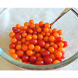 World's Smallest Tomato Seeds - Tiny Currant - B312 (50 Seeds, 1/10 Gram)