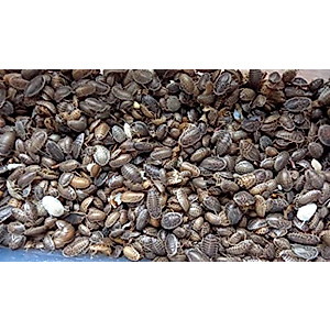 Dubia Roaches Small 25