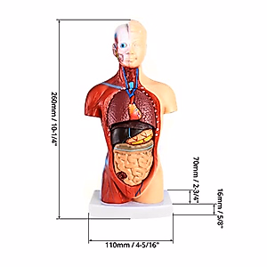 QWORK Human Body Anatomical Torso Doll, 15 Pcs 10-1/4" Detachable Removable Parts, Skeleton, Internal Organs, Visceral, Brain, with Detailed Instructions Manual