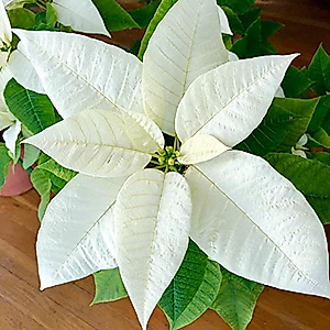 QAUZUY GARDEN 100 Seeds Mixed Colour Poinsettia Plant Seeds for Planting- Mexican flameleaf Christmas Star Flower Seeds Perennial Shrub Exotic Accent Plant Easy to Grow