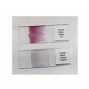 2pcs Human Blood Smear, HE Stain & Wright's Stain, for Observation of Red and White Blood Cells