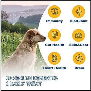 Liquid Vitamin B-12 Complex Drops for Dogs and Cats - Nutritionally Balanced Vet Formulated - Energy, Appetite, Mood - Recovery - Helps Cognition and Brain, Joints, Skin, Digestion