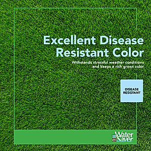 WaterSaver Grass Mixture with Turf-Type Tall Fescue Used to Seed New Lawn and Patch Up Jobs-Grows in Sun or Shade, 10 lbs-Covers 1/20 Acre