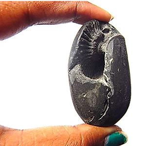 Sacred Adwaitya Vasudev Shaligram Nepal Kali Gandaki