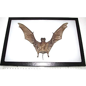 BicBugs Otomops formosus Framed Horseshoe bat Indonesia