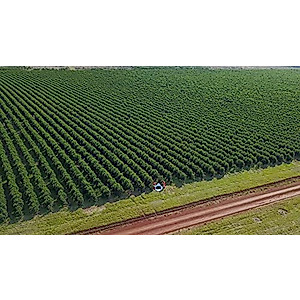 Taragüi Yerba Mate with Stems, 500 gr - 1.1 lbs (Red Pack)