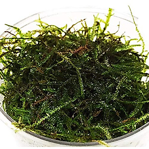 Greenpro Java Moss Live Freshwater Aquarium Plants Easy Ready to Grow