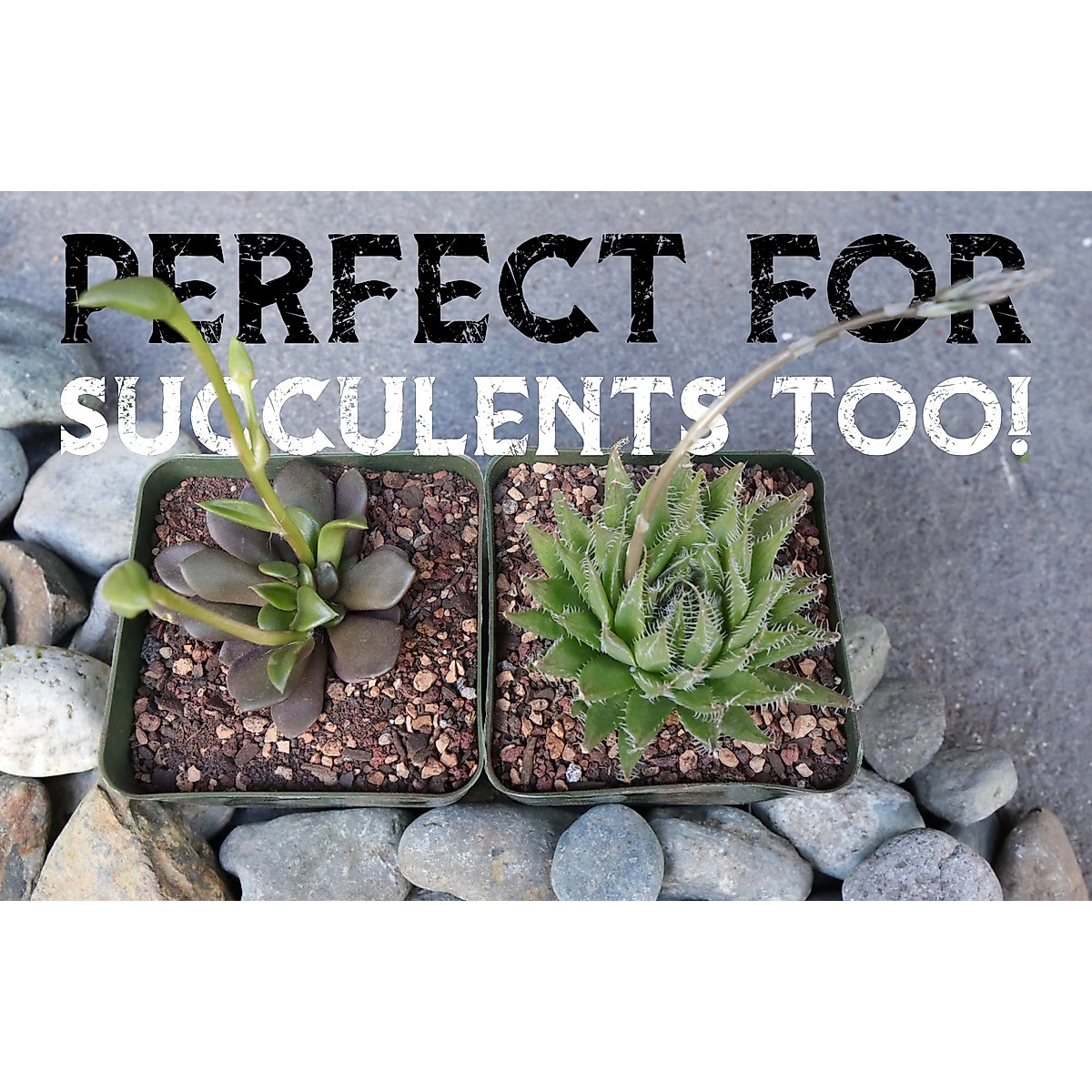 High Drainage Cactus Soil Potting Mix with Mycorrhizal Fungi - 8 Pounds / 4 Quarts of Soil for Succulents and Cactus - Slightly Acidic, Gritty Soil for Healthy Indoor Plants - Spike & Bloom