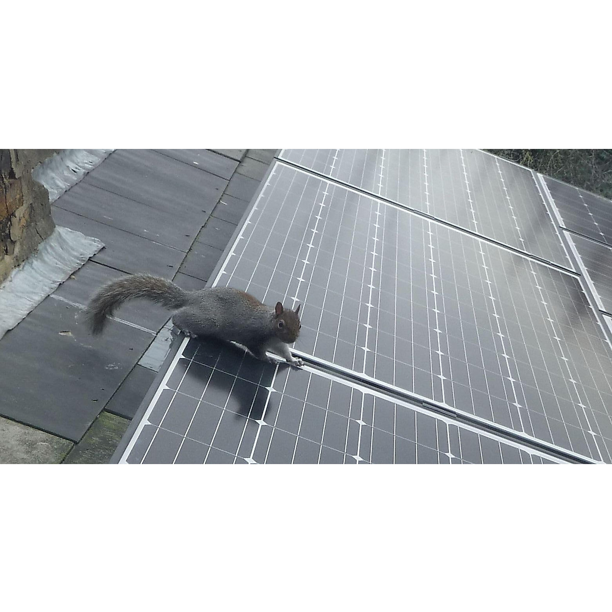 Squirrel Guard 8" Kit. 100 ft. PVC Coated Galvanized Steel Roll with 100 Aluminum Fasteners