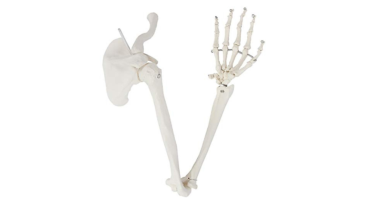 Axis Scientific Life-Size Right Arm Skeleton Model