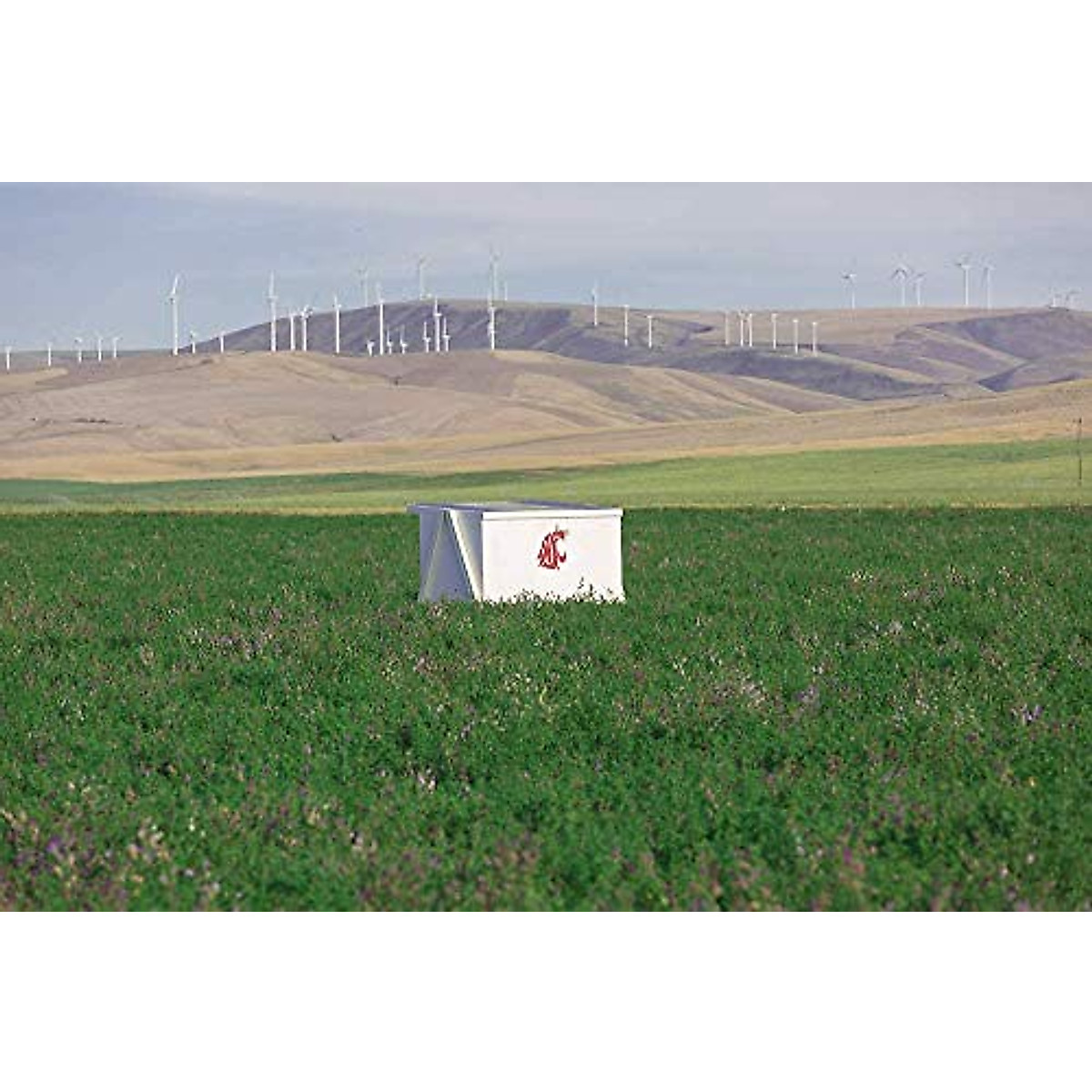 Alfalfa Seeds- Regenerative Cover Crop- Premium Certified Non-GMO Alfalfa Seeds - 1 Lb - High Germination, Conventional Alfalfa Seed -Garden Seed, Cover Crop, Field Growing, Alfalfa Hay, Alfalfa Honey