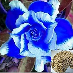 CHUXAY GARDEN Blue White Adenium Obesum-Sabi Star,Kudu,Mock Azalea,Impala Lily,Desert Rose 2 Seeds Popular Bonsai Succulent Plants Striking Landscaping Plant Gardening Gifts Low-Maintenance