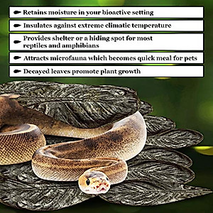 SunGrow Saver Bundle Pack - Catappa Leaves 30Pcs/Pack + Large Leaf Hammock