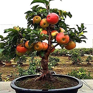 CHUXAY GARDEN Miniature Apple Tree Seed 10 Seeds Dwarf Apple Fruit Plant Heirloom High Yield Flourishing Perfect for Containers