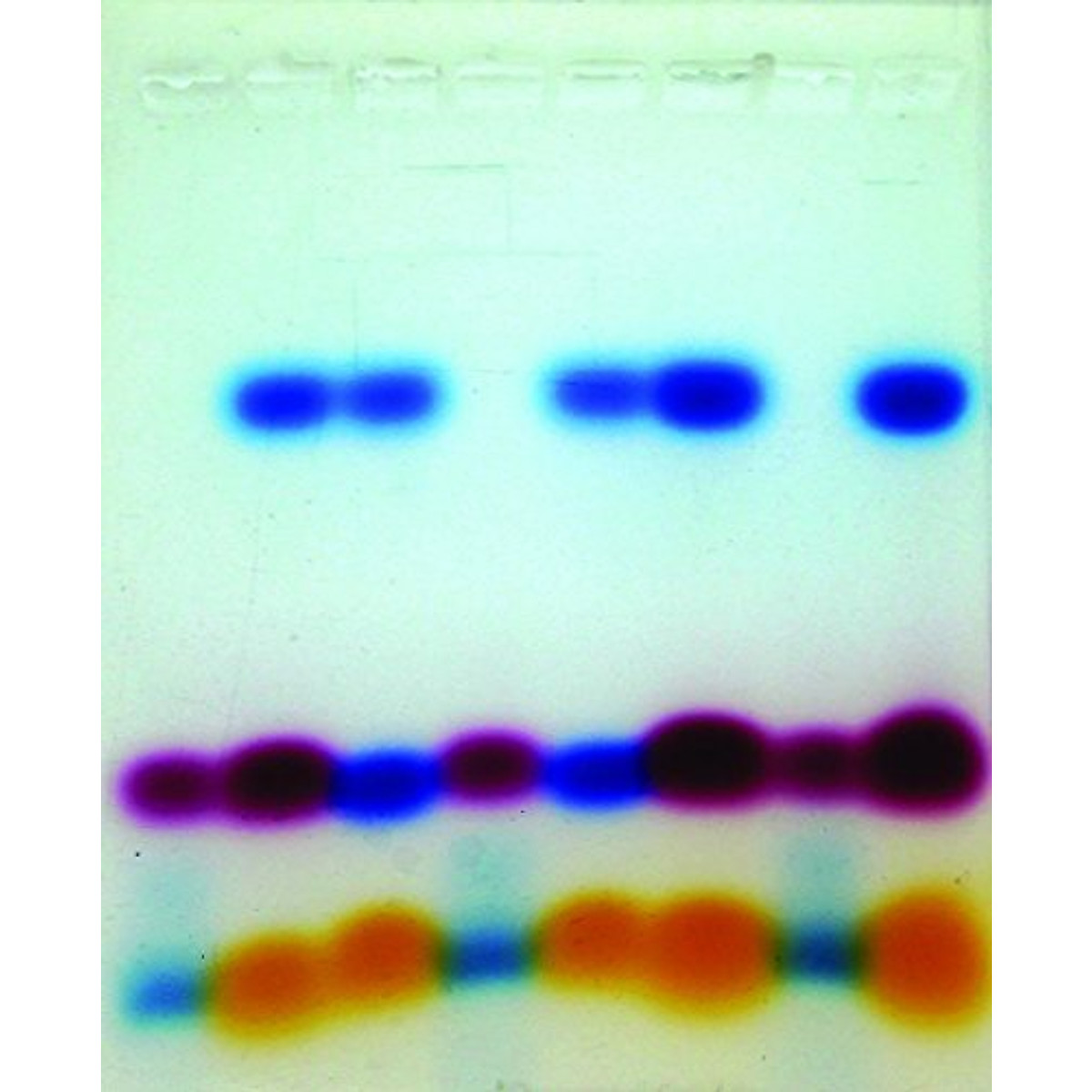 Walter Modern Biology Experimental Kit: MBII24HS An Introduction to Electrophoresis