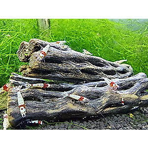Natural Cholla Wood for Aquarium Decoration, Shrimp, Hermit Crab, Chew Toys for Small Pets (4 Inches Long(Pack of 3))
