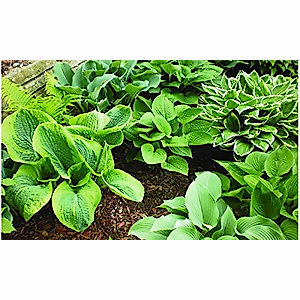 Hosta Perenial Mixed Bare Root Plans 9 Pack