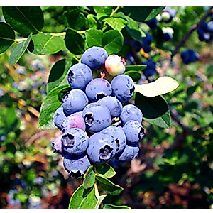 Blueberry Plants"Emerald" Southern Highbush Includes (4) Four Plants with 4 Hello Organics Tags