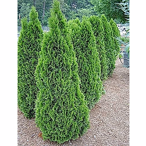 Arborvitae Emerald Green | 3 Live Gallon Size Trees | Thuja Occidentalis Smaragd | Evergreen Privacy Screening Hedge Plants