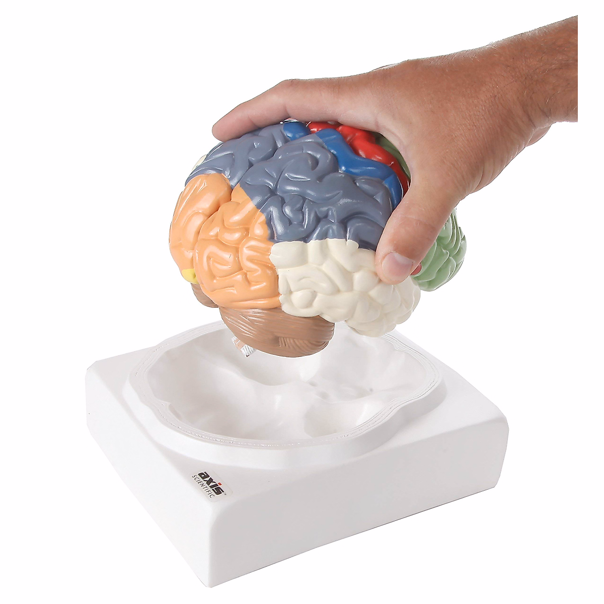 Axis Scientific Human Brain Model Anatomy with Colored and Numbered Regions, 2-Part Human Brain Model Disassembled – Includes Base, Detailed Product Manual and 3 Year Warranty