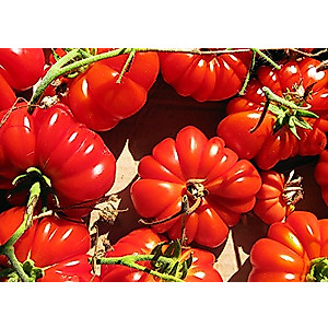 30+ Costoluto Genovese Pomodoro Tomato Seeds, Heirloom Non-GMO, Low Acid, Indeterminate, Open-Pollinated, Productive from USA