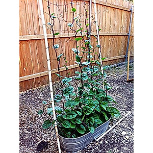 30+ Malabar Red Stem Spinach Seeds Herb Heirloom Non-GMO Phooi Leaf, Red Vine, Alugbati, Vietnamese,from USA