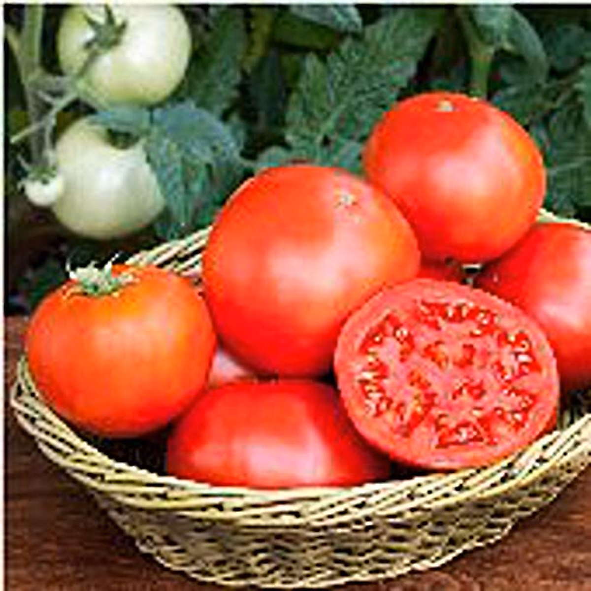 Bush Goliath Tomato Seeds (20+ Seeds) | Non GMO | Vegetable Fruit Herb Flower Seeds for Planting | Home Garden Greenhouse Pack