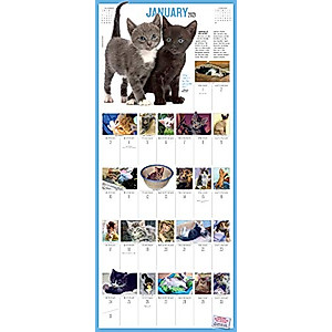 365 Kittens-A-Year Picture-A-Day Wall Calendar 2021