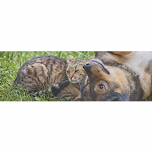 cat Joint Supplement Chews - Pets Joint Health with Turmeric - Premium Ingredients - Healthy - Turmeric cat - 3 Bottles (180 Treats)