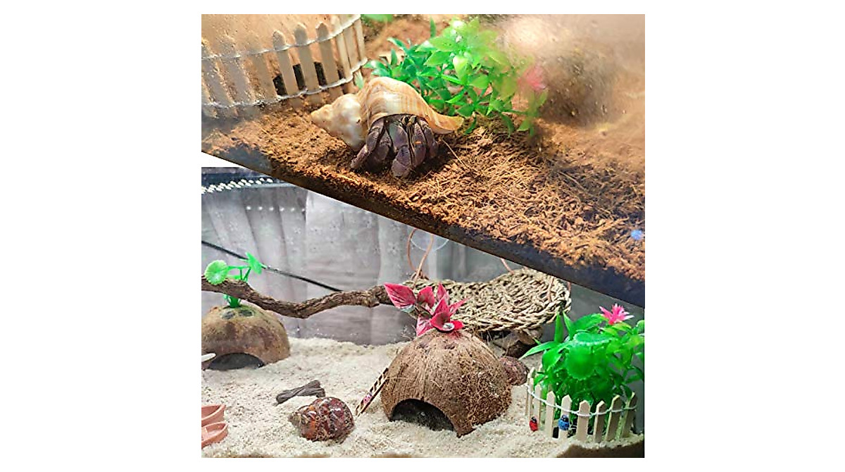 Medium to Large Hermit Crab Shells - Natural Conch Habitat