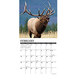Willow Creek Press Bull Elk 2024 12" x 12" Wall Calendar