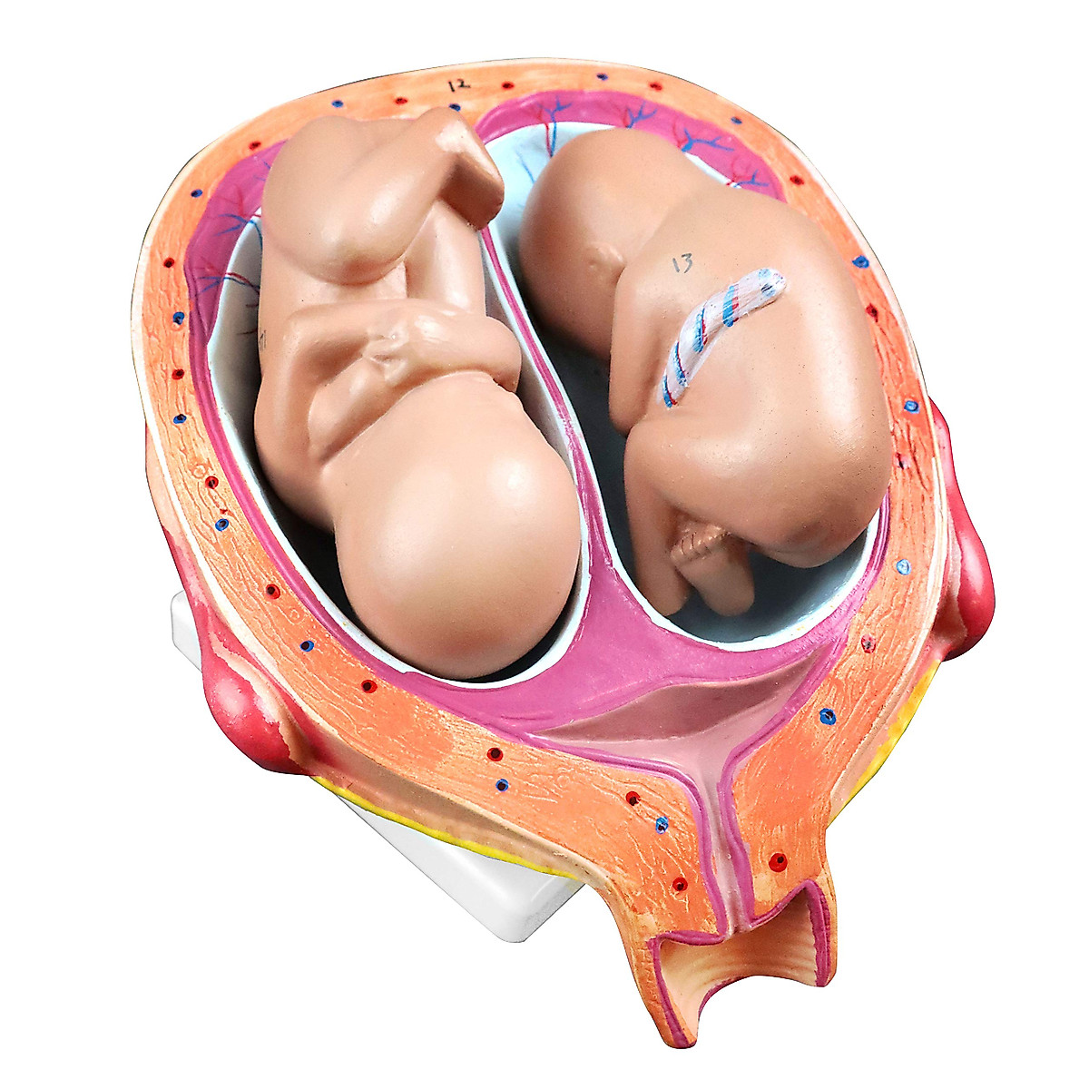 Jackson Global JS00073 Fetus Development Model | Set of 8 Models，14 Pieces in Total | Key Anatomical Features Labelled with Accompanying Key Card
