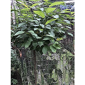 NAVADEAL 2 Pack Silver Highly Reflective Mylar Films, 82x 47Inch, Metallized Foil Covering Sheet, Garden Greenhouse Farming, Increase Plant Growth Save Power, Reduce Uneven Heat Environment Safe