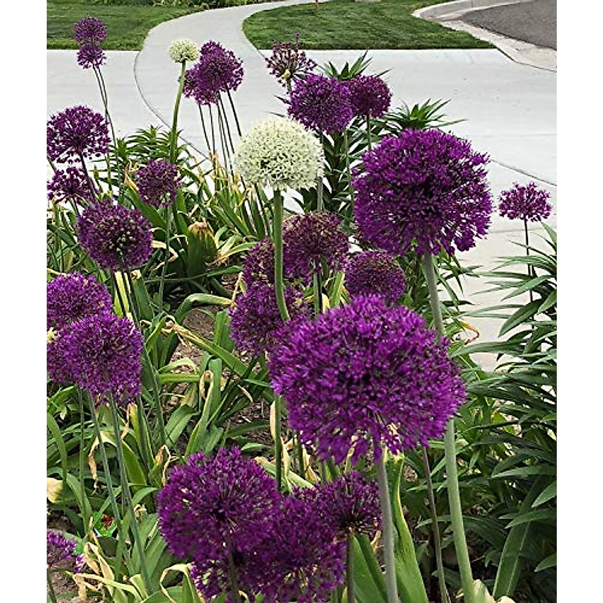 Allium Blend Purple - 30 Bulb Pack - 4 to 6 Inch Diameter Flower | Allium Bulb Grows to 28-32" Tall | Allium Bulbs, Easy to Grow