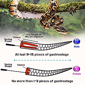 Antidious Snake Probes Kit，Snake Sexing Probing Gender Probes with Round Tip and Naturally Hypoallergenic Metal, Snake Gender Probes Tool Let You Know if You Snake is Boy or Girl.