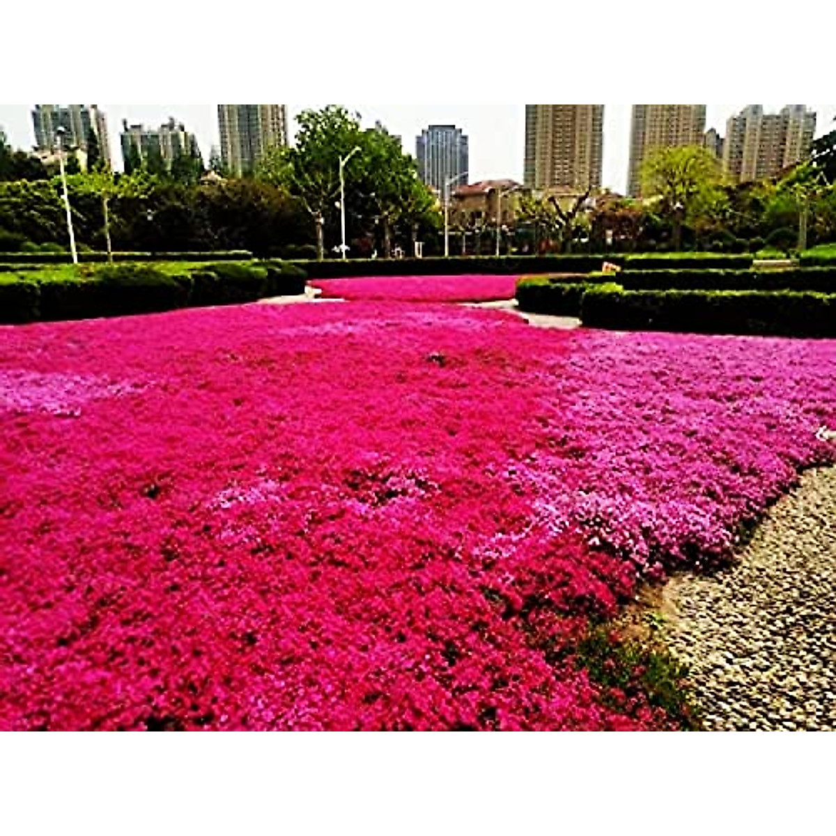 Seeds Of Strength Thyme Seeds - 2000 Mix Red Creeping Thymus Ground Cover Bulk for Planting Flower Home Garden