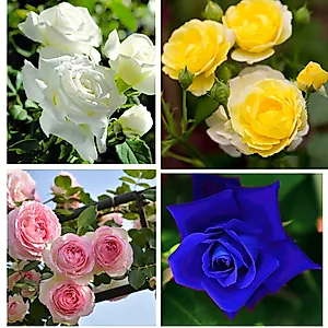 300+ Mix Rare Rose Seeds Multicolored Flower Non-GMO Heirloom Garden Home for Planting to Grow (White Blue Pink Purple)