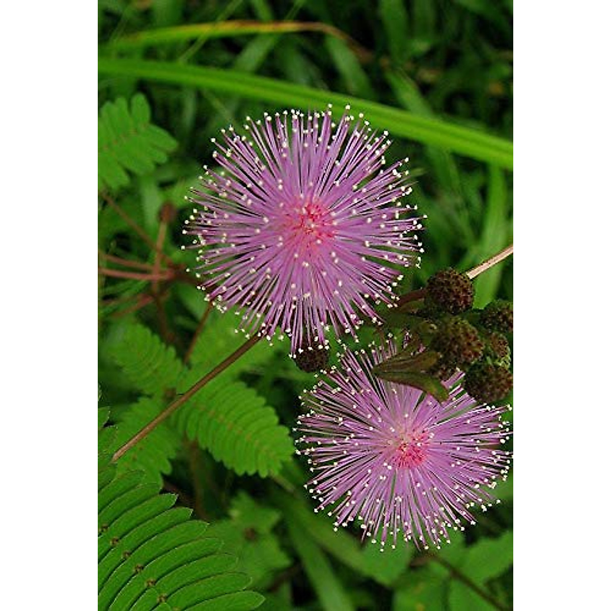 NIKA SEEDS - Flowers Sensitive Plant Pink (Mimosa) - 25 Seeds
