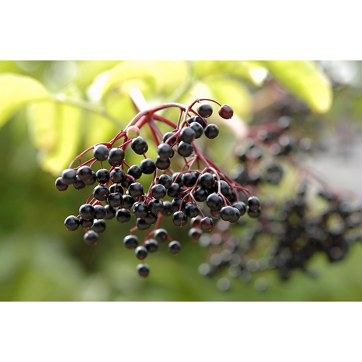 710+ Dwarf Fruit Seeds for Planting (Individually Packaged) Cherries 10pcs White Strawberry 200pcs Red Strawberry 200pcs Raspberry 200pcs Elderberry 100pcs