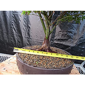 51 Year Old Rhode Island Red Japanese Maple Bonsai Tree